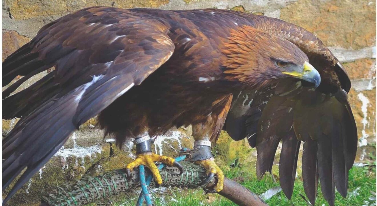 Exploring the World of Hancock Bird: A Comprehensive Guide